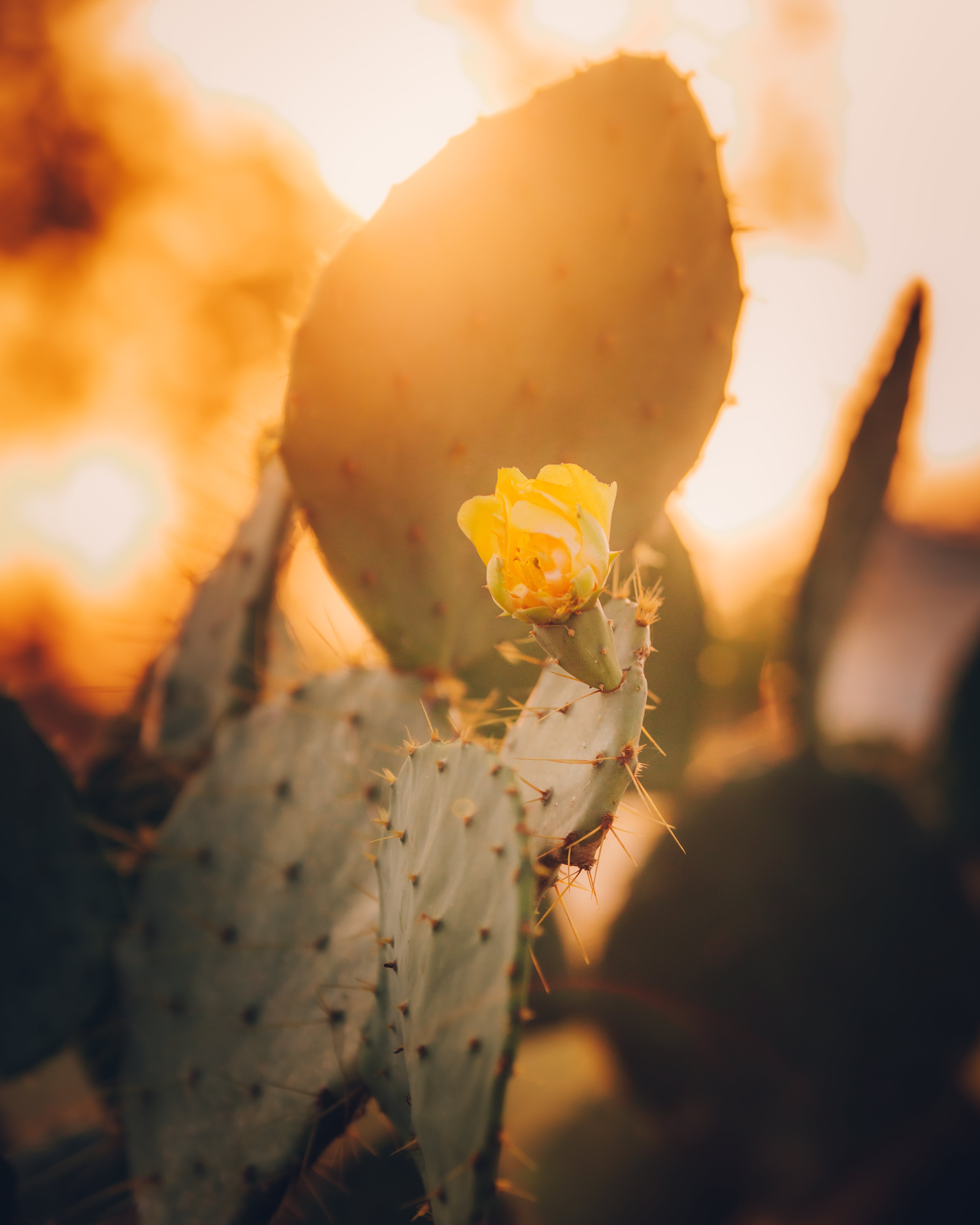 Flora – Mac Elliott Media